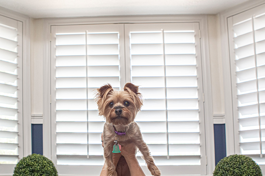 Your Favorite Dog-Proof Window Treatments For Boston | Sunburst ...